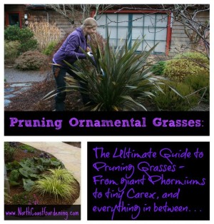 Pruning Ornamental Grasses: The Ultimate Guide ⋆ North Coast Gardening